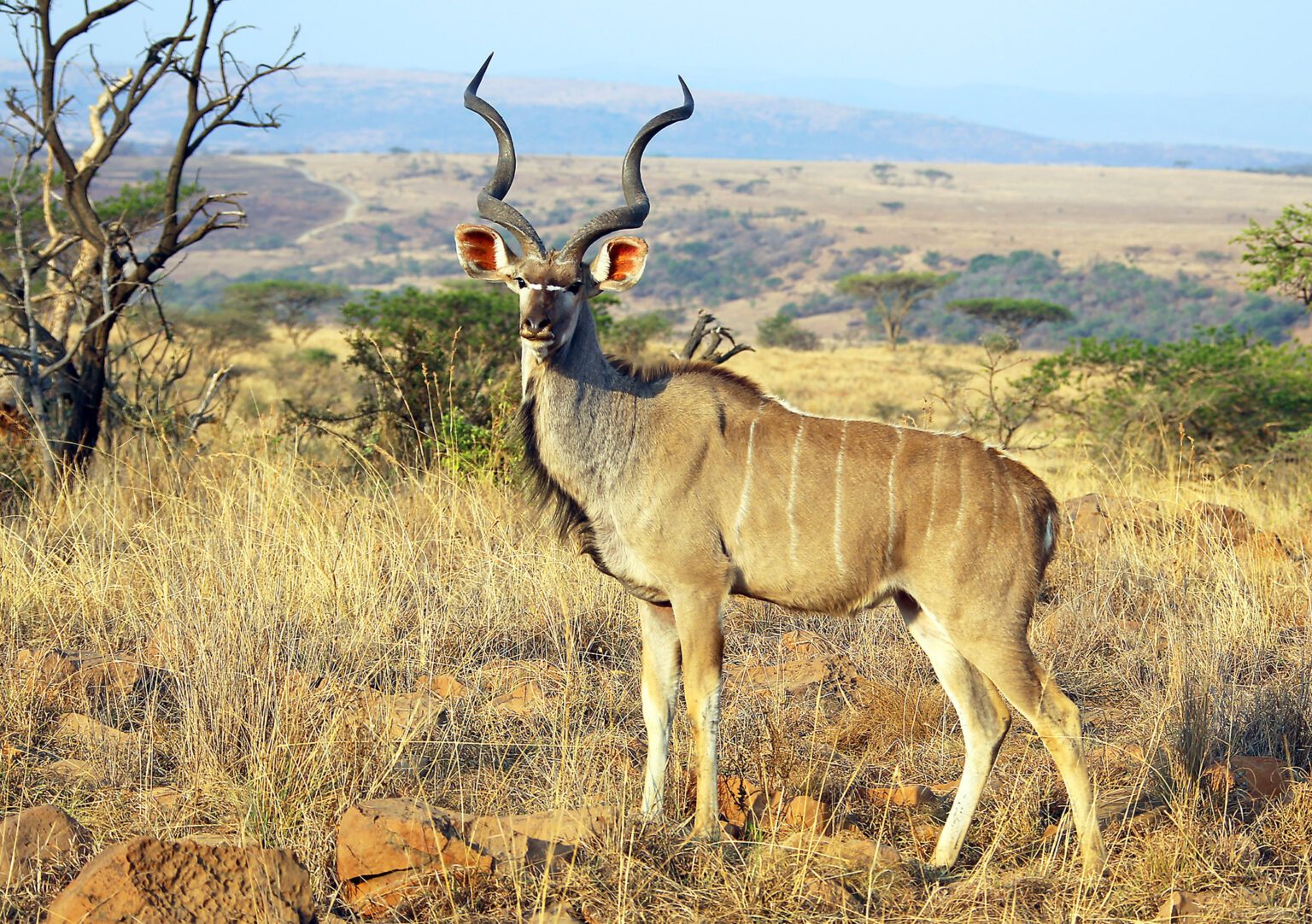 African Safari Tours | Luxury Wildlife Adventures | Worldwide Safaris