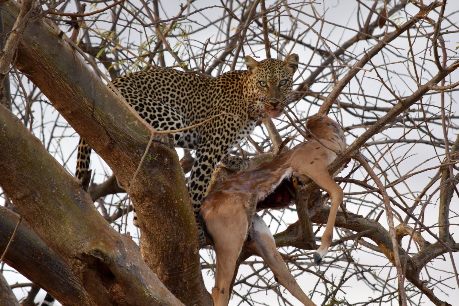 African Safari Tours | Luxury Wildlife Adventures | Worldwide Safaris