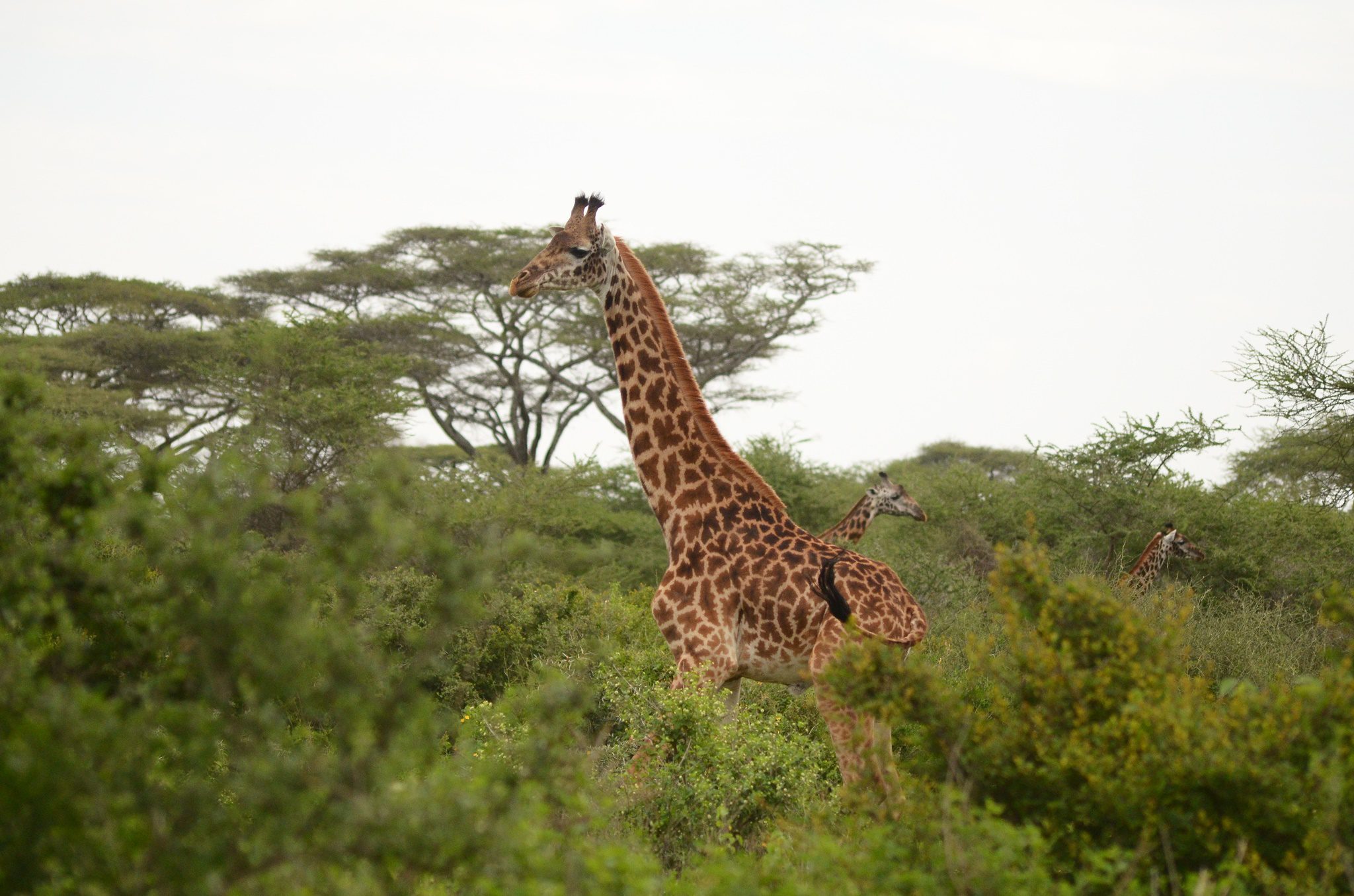 African Safari Tours | Luxury Wildlife Adventures | Worldwide Safaris