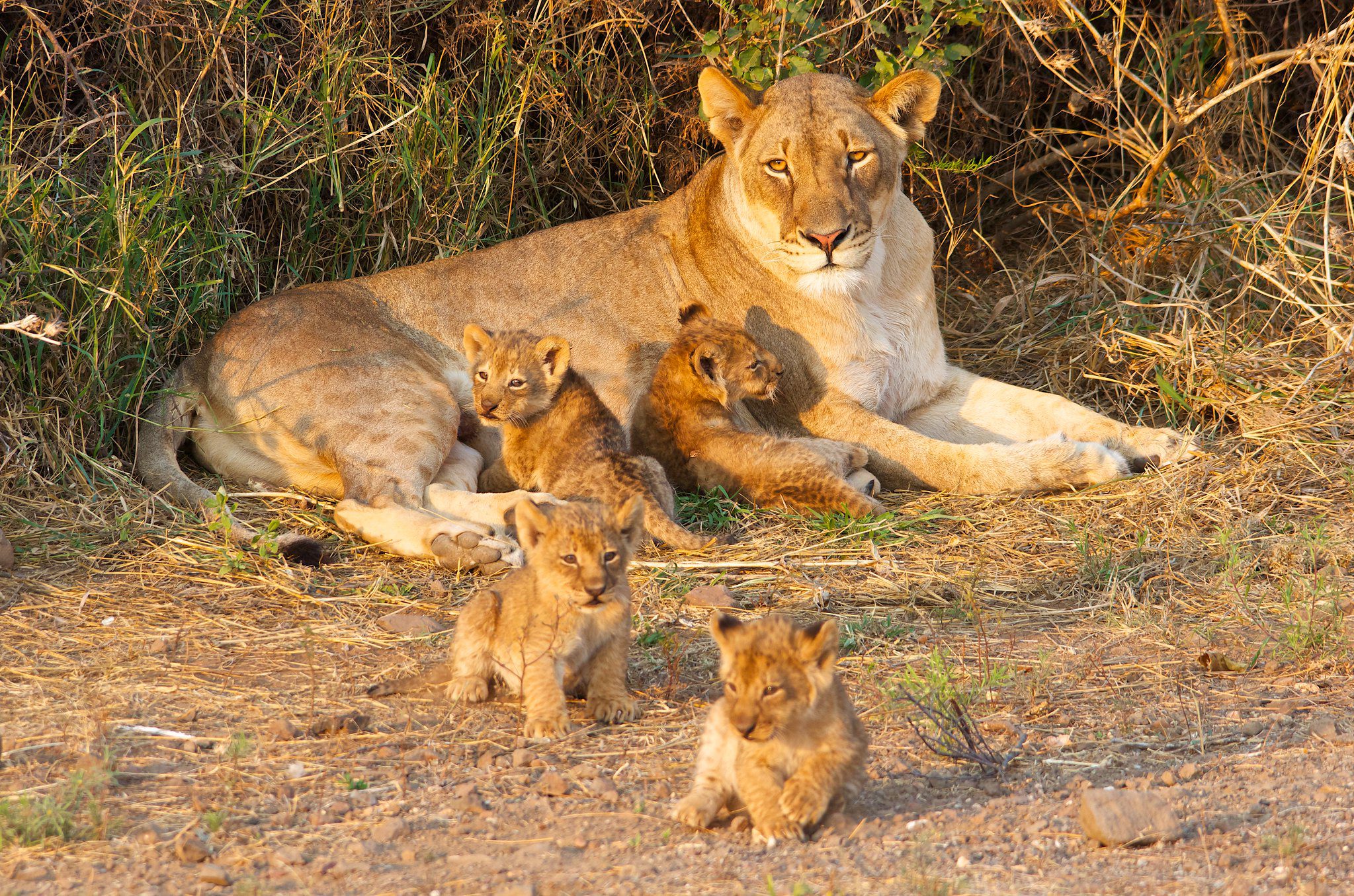 African Safari Tours | Luxury Wildlife Adventures | Worldwide Safaris