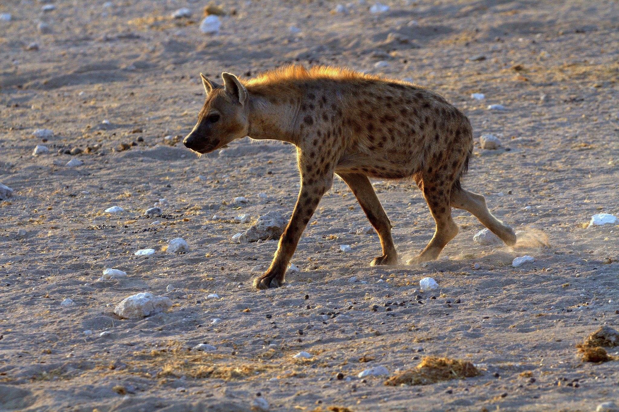 African Safari Tours | Luxury Wildlife Adventures | Worldwide Safaris